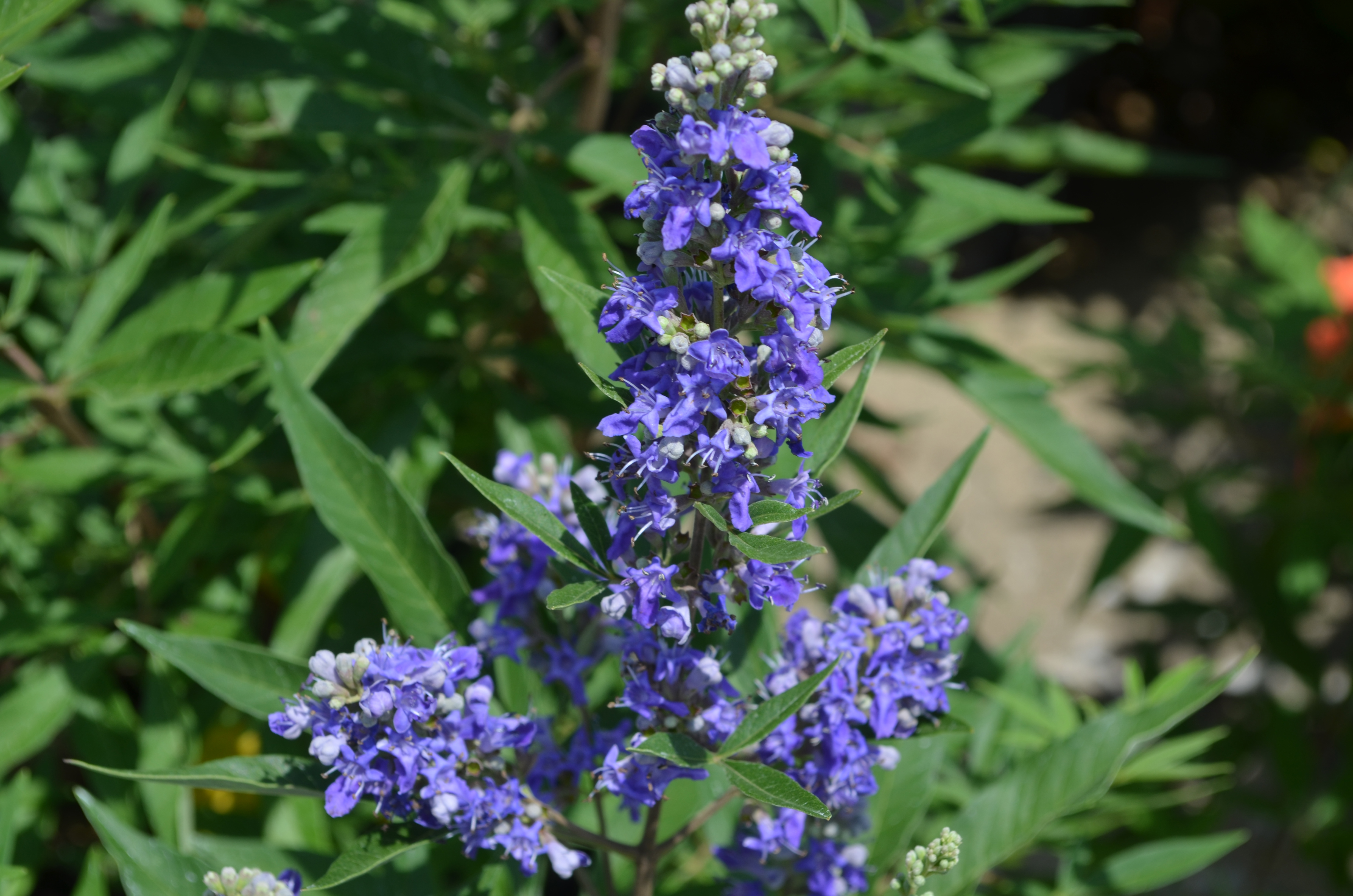 VITEX agnus-castus ´Blue Puffball´® (´PIIVAC-II´) FE® | 2j.v.St. P9 0/1 ...