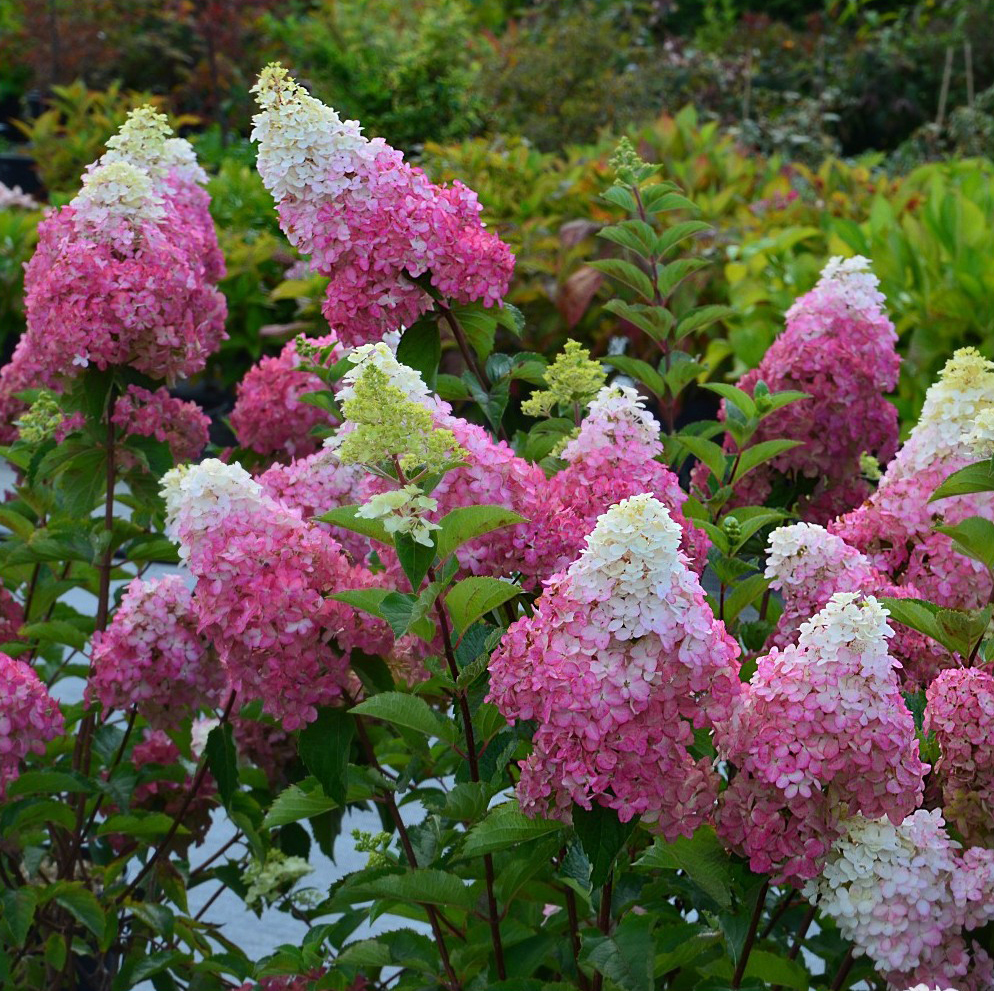 HYDRANGEA paniculata ´Fraise Melba´ (´Renba´)Ⓢ | 2j.v.St. P9 0/1/1 | 10143