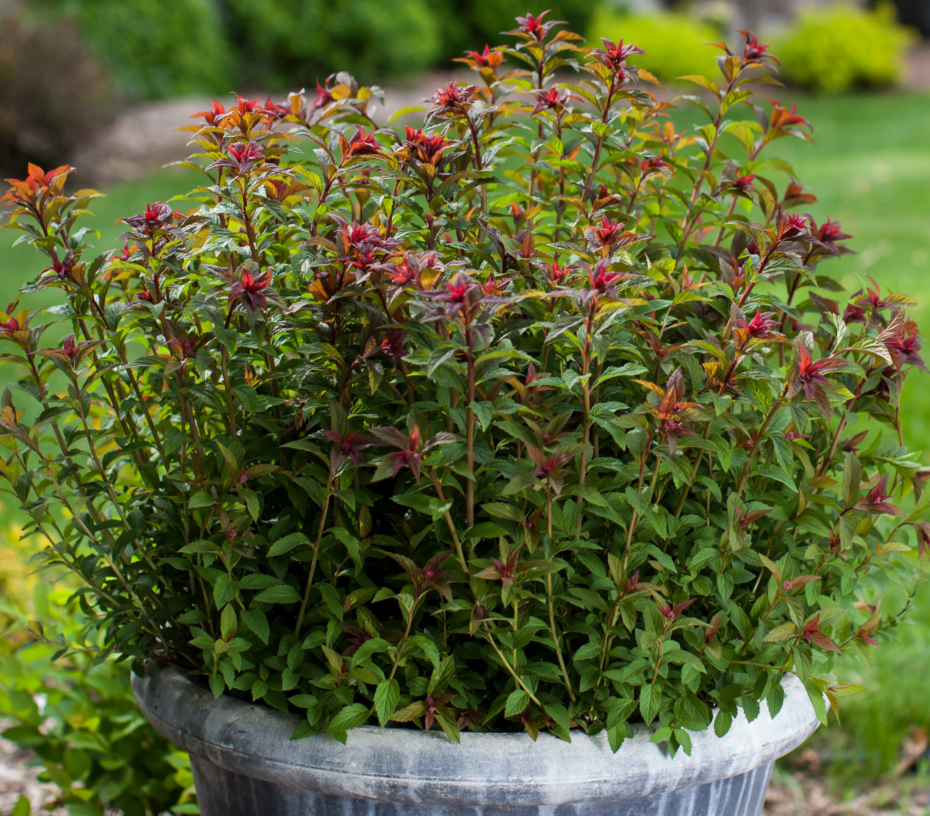 SPIRAEA japonica ´Superstar´ (´Denistar´) FE® (= bumalda ´Superstar ...