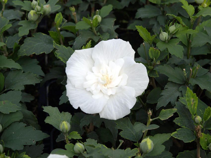 Hibiscus Syriacus ´white Chiffon´ ´notwoodtwo´ Ⓢ Laubgehölze