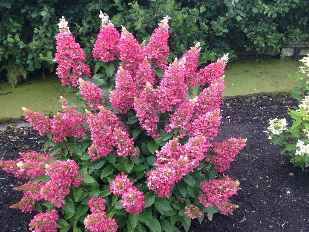Hydrangea paniculata pinky winky store