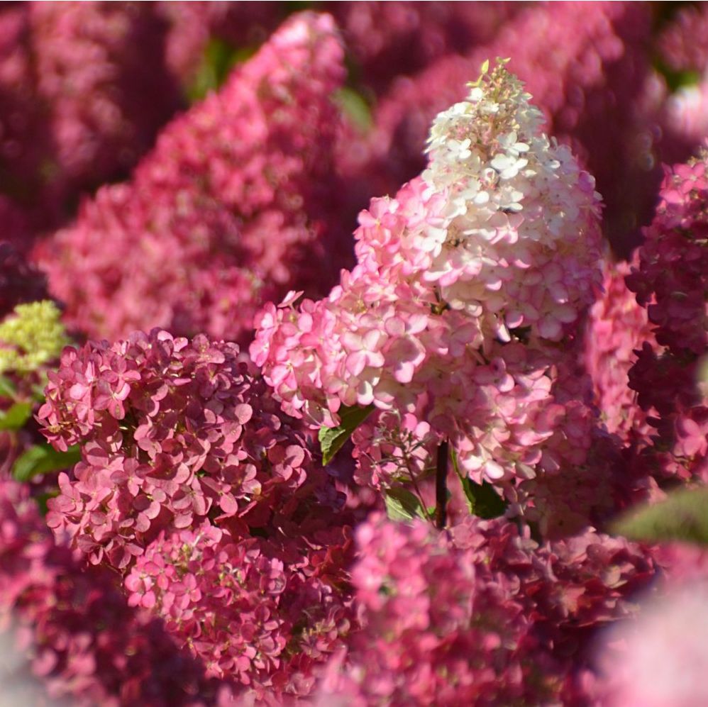 HYDRANGEA paniculata ´Fraise Melba´ (´Renba´)Ⓢ | 2j.v.St. P9 0/1/1 | 10143