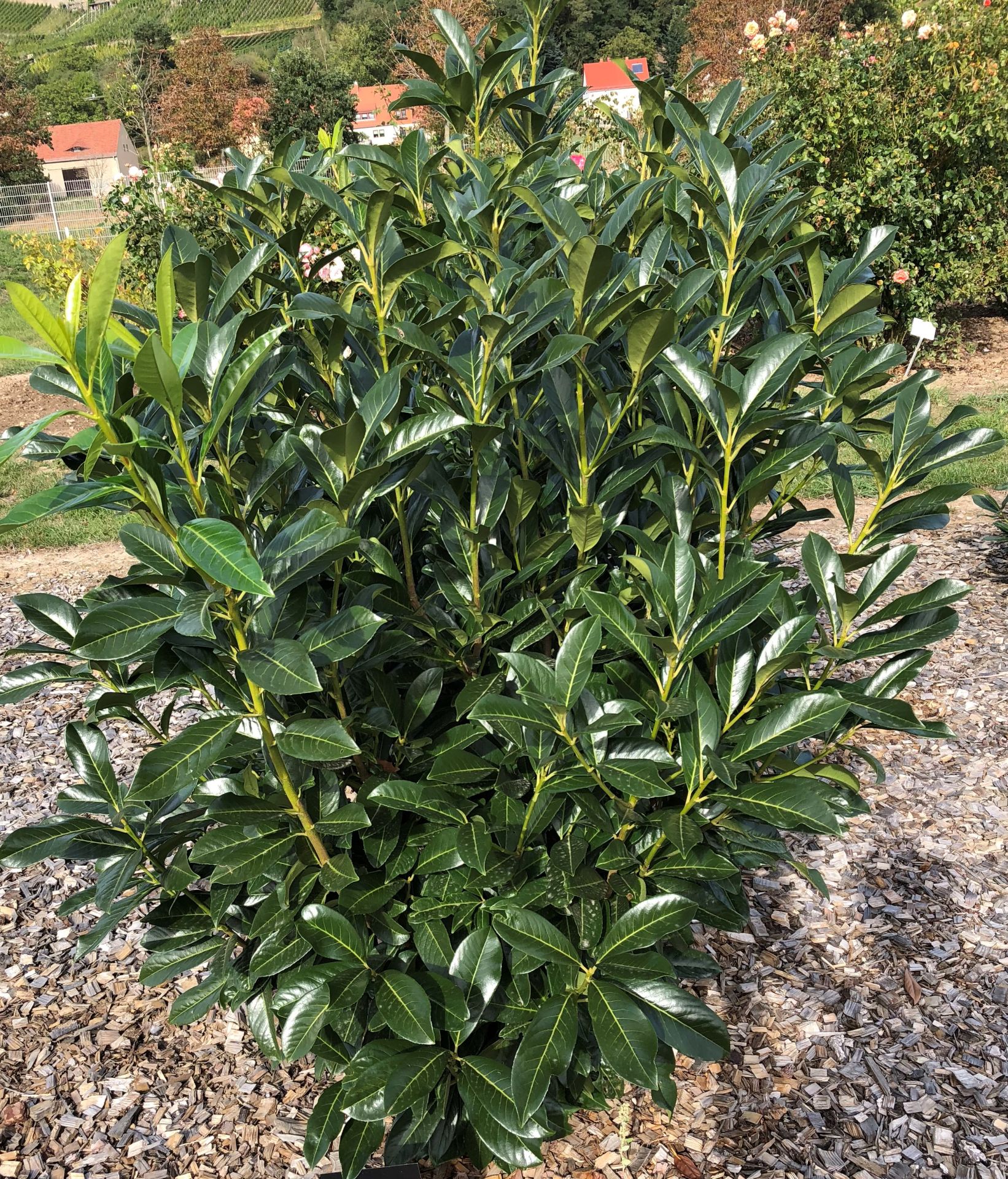 Fabelhafte Prunus Lauroc Caucasica Bild