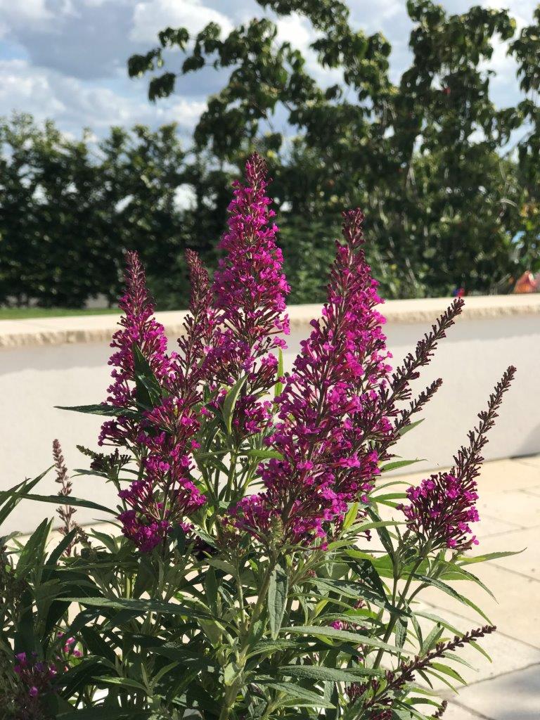 BUDDLEJA davidii ´Butterfly Tower´ (´TOBUD1305´)Ⓢ | 2j.v.St. P9 0/1/1 ...