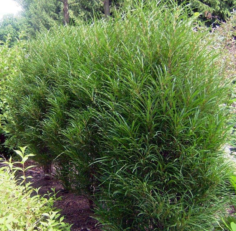 RHAMNUS frangula ´Fine Line´® (´Ron Williams´) | 2j.v.St. P9 0/1/1 | 1982