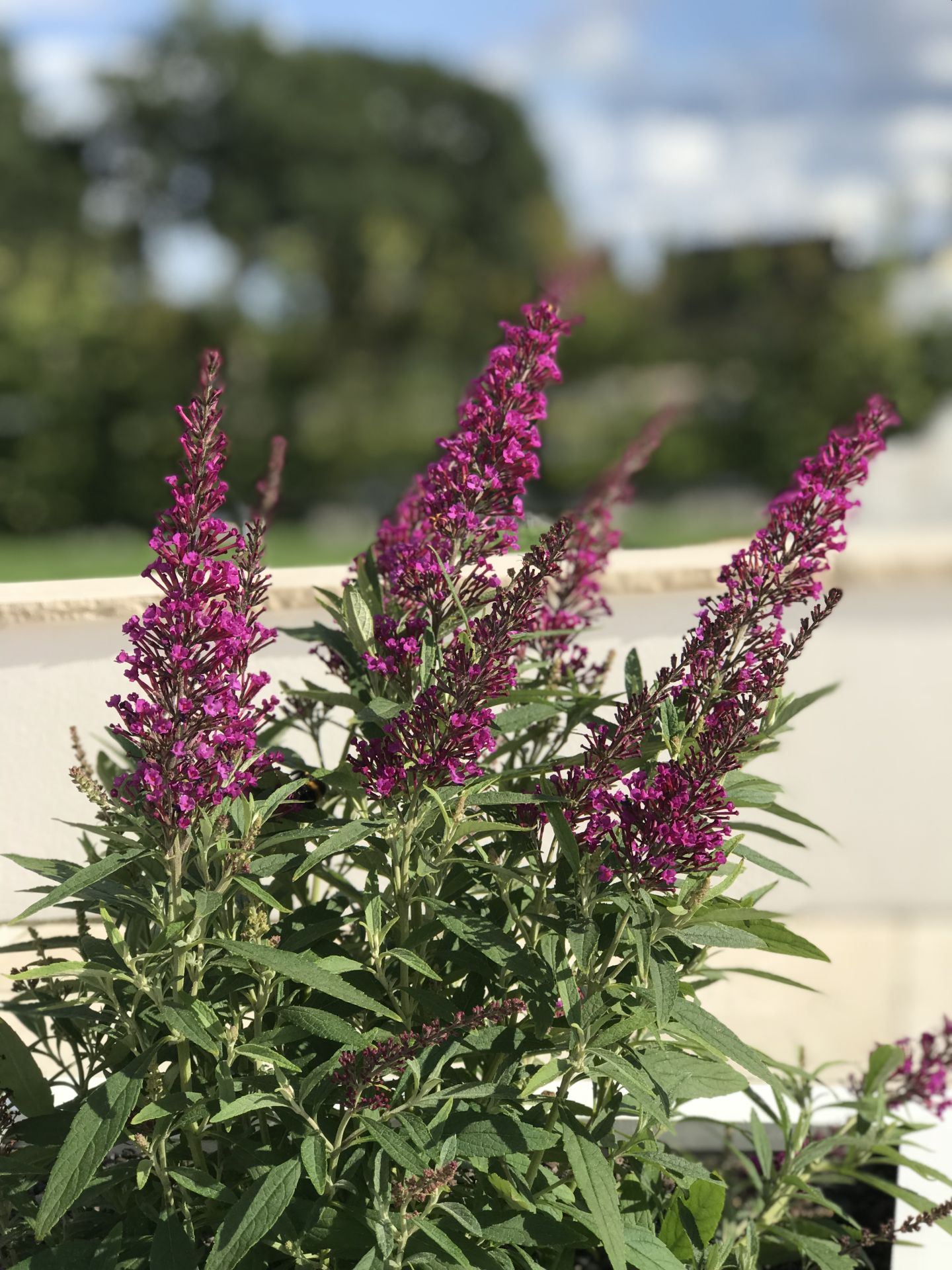 BUDDLEJA davidii ´Butterfly Tower´ (´TOBUD1305´)Ⓢ | 2j.v.St. P9 0/1/1 ...