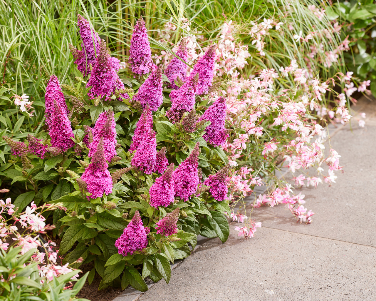 BUDDLEJA davidii ´Butterfly Candy® Little Cerise´ (´BotEx 007´)Ⓢ | 2j.v ...