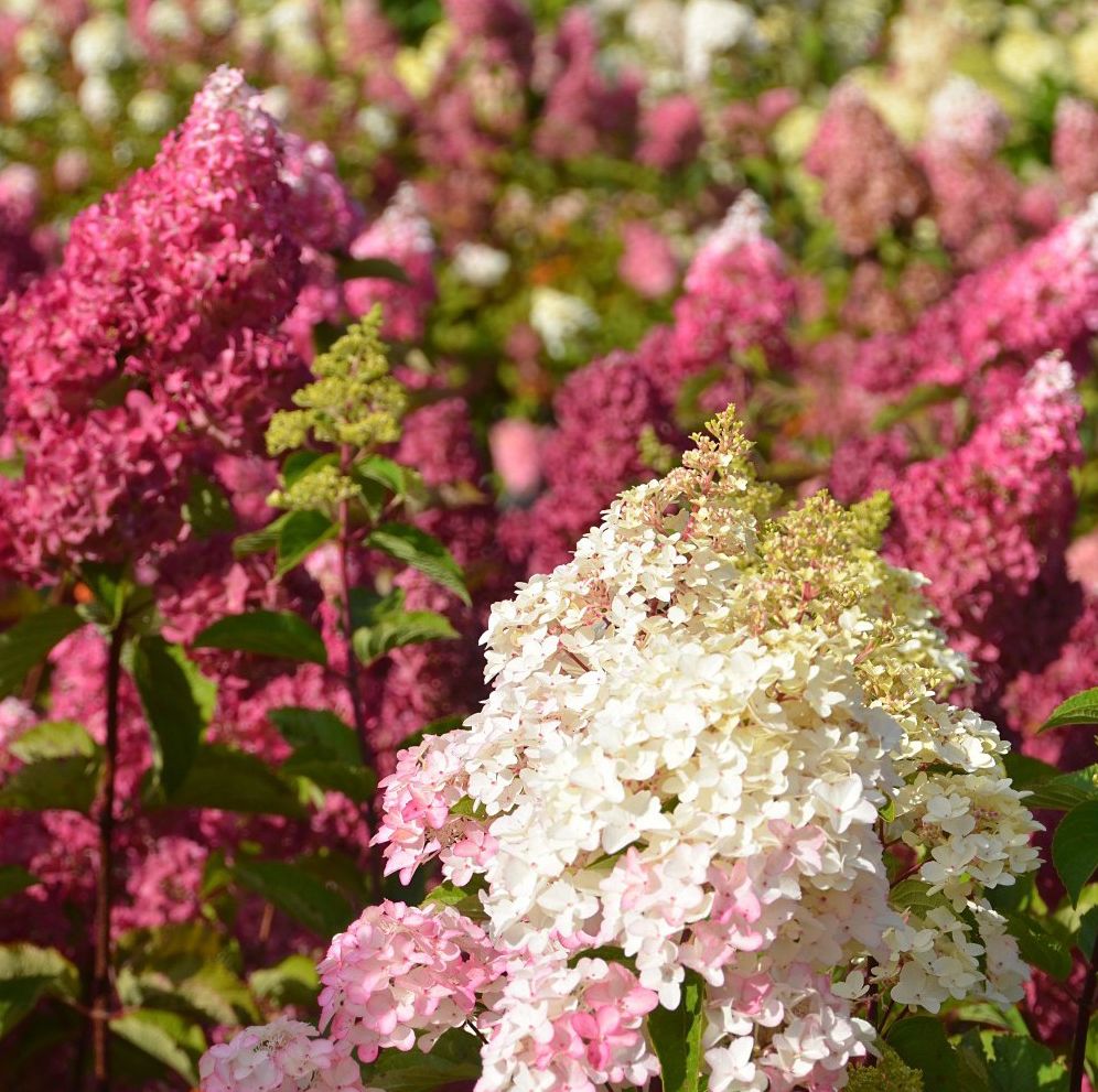 HYDRANGEA paniculata ´Fraise Melba´ (´Renba´)Ⓢ | 2j.v.St. P9 0/1/1 | 10143