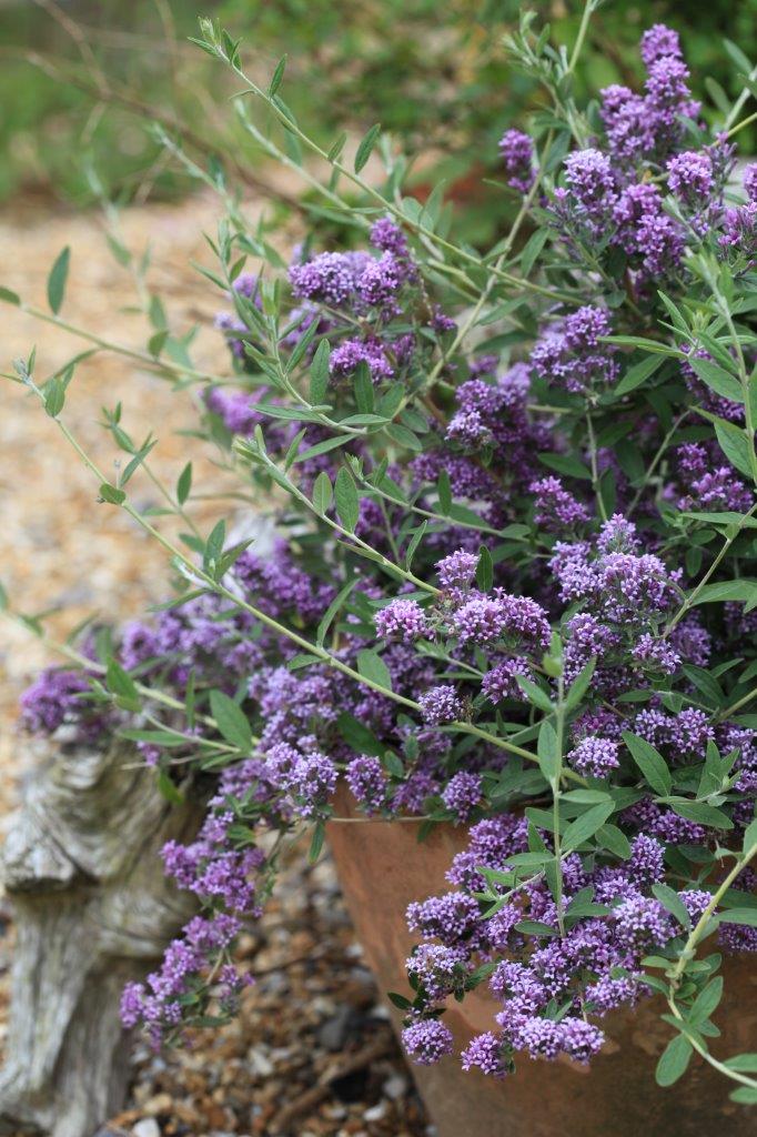 BUDDLEJA alternifolia ´Unique´ (´Pmoore12´)Ⓢ | 2j.v.St. P9 0/1/1 | 10058