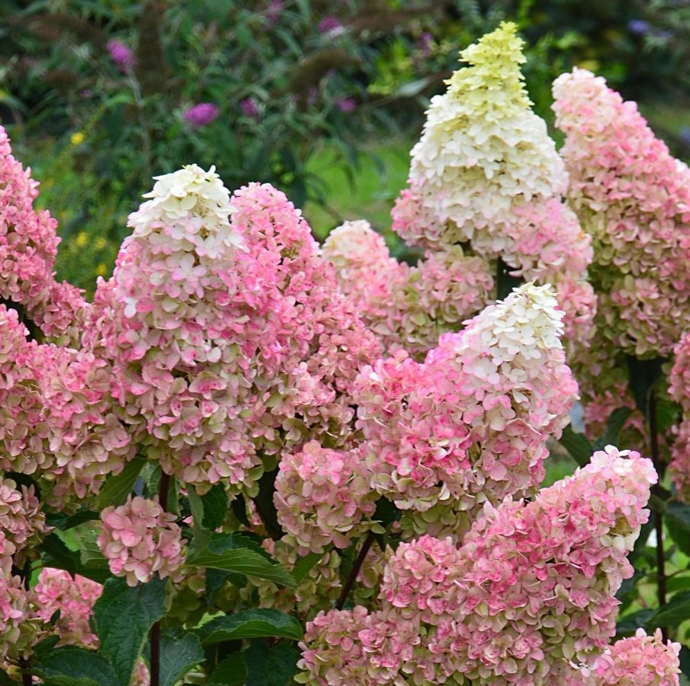 HYDRANGEA paniculata ´Fraise Melba´ (´Renba´)Ⓢ | 2j.v.St. P9 0/1/1 | 10143