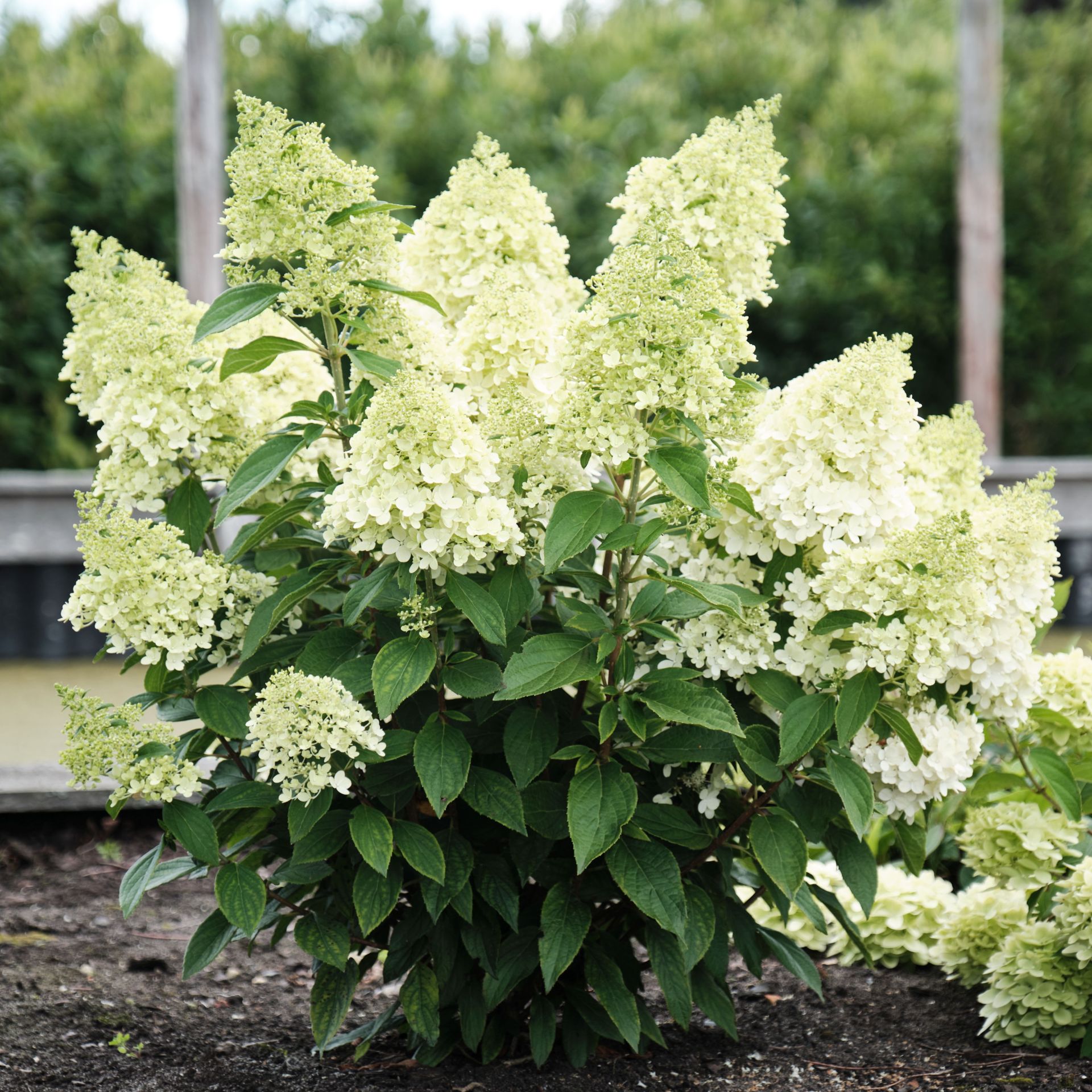 HYDRANGEA paniculata ´Magical® Matterhorn´ (´Bokomaho´)Ⓢ | 2j.v.St. P9 ...