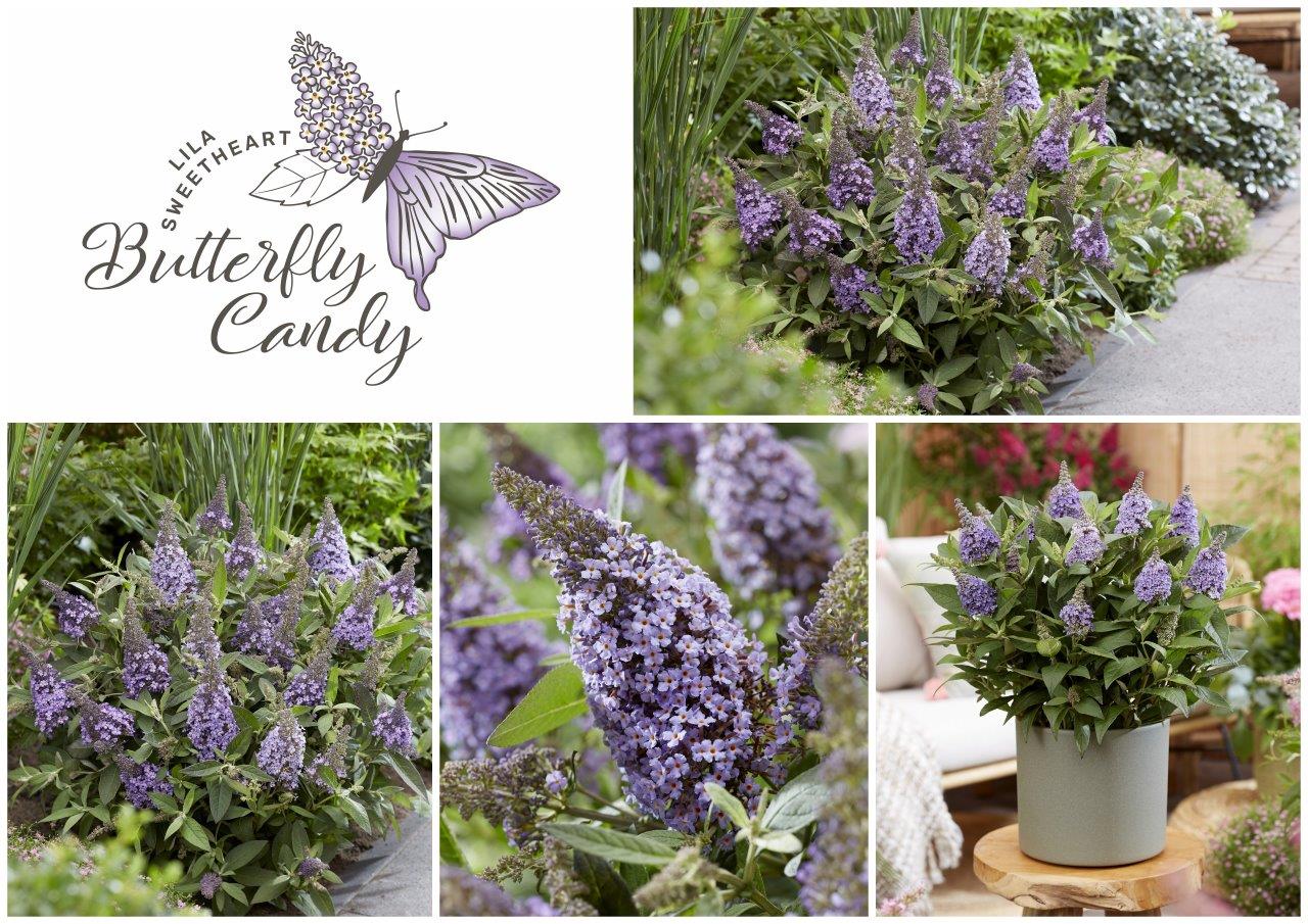BUDDLEJA davidii ´Butterfly Candy® Lila Sweetheart´ (´BotEx002´)Ⓢ | 2j ...