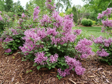 SYRINGA ´Bloomerang® Tiny Purple´ (´SMNJRPU´)Ⓢ PW | 2j.v.St. P9 0/1/1 ...